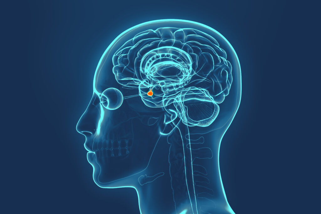 Magnetröntgen hypofys (MR hypofys) – boka utan remiss